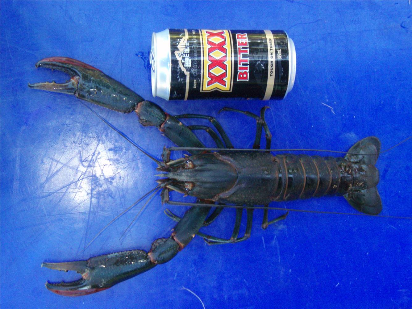 Fishing Red Claw
